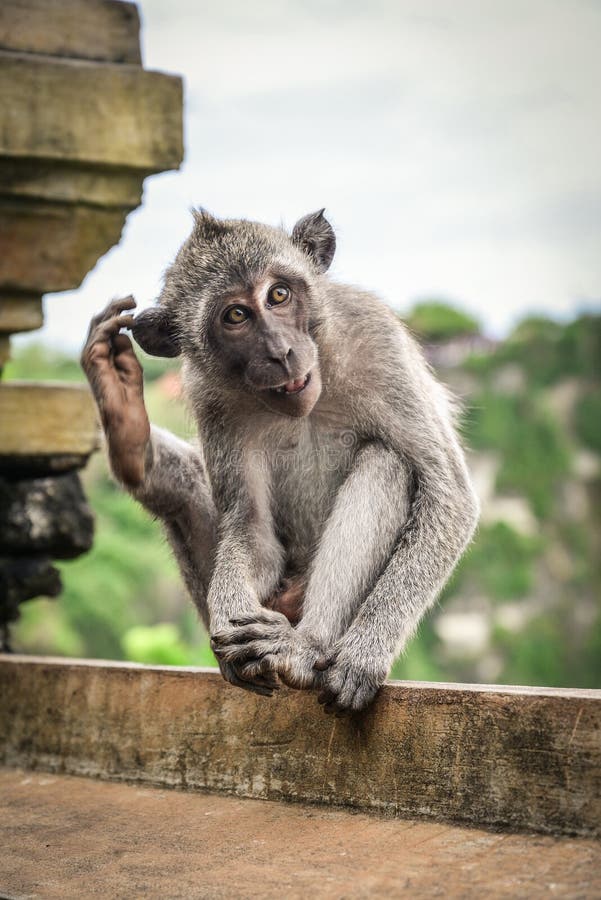 Cute little monkey stock image. Image of sanctuary, indonesia - 110382477