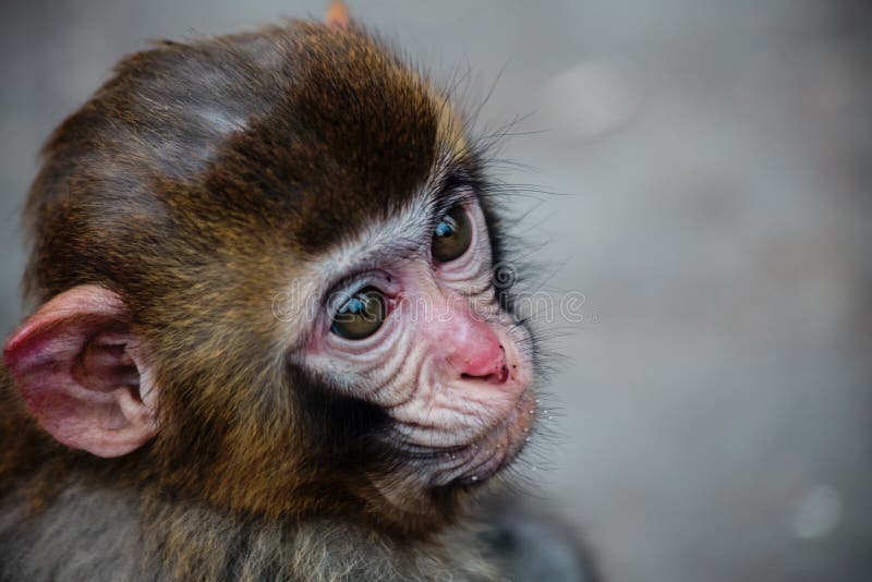 Little Sad Monkey Behind Cage In Zoo Stock Image - Image of eyes, fence ...