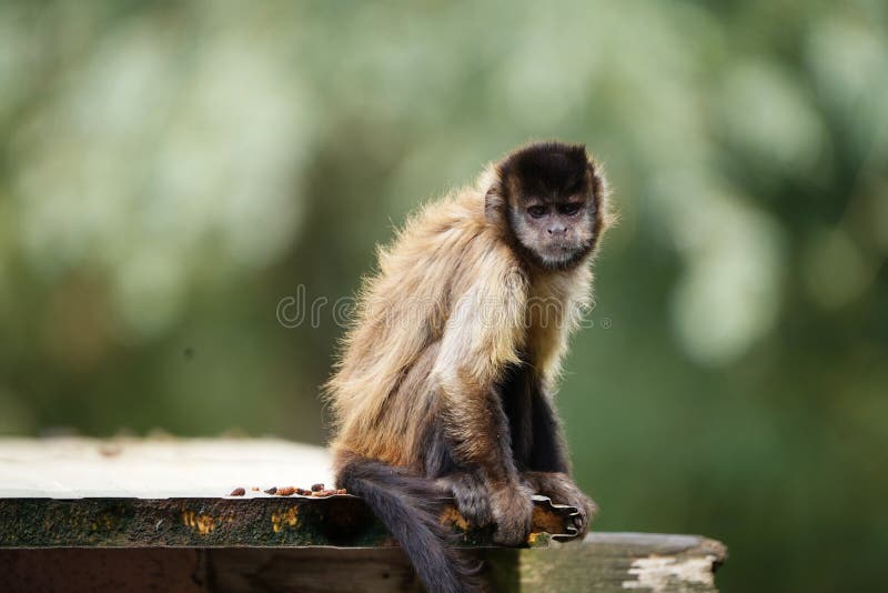 Cute little Monkey stock photo. Image of macaque, gorilla - 257941060