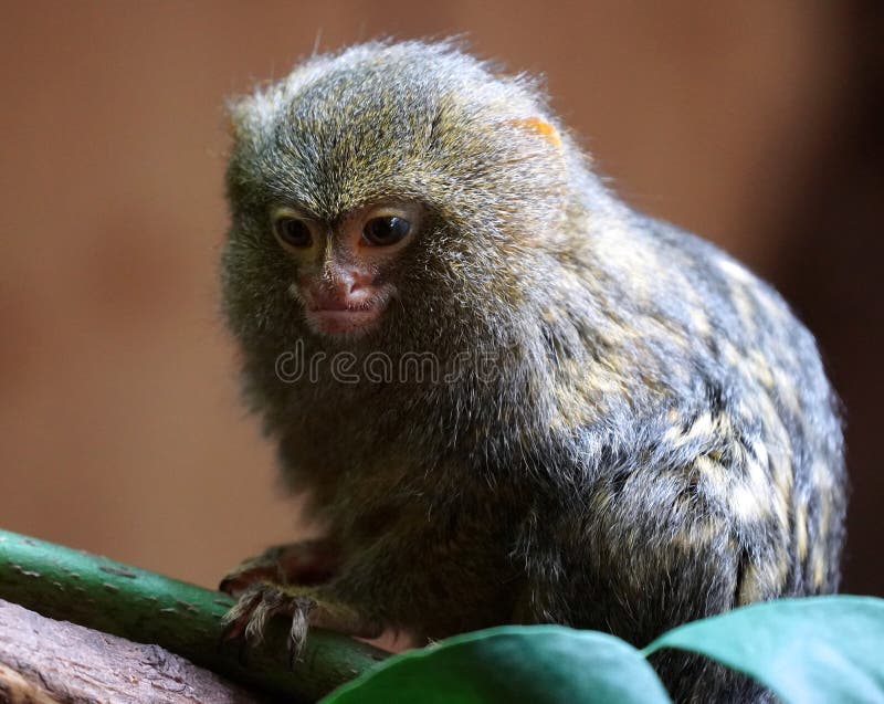 Cute little monkey stock image. Image of monkey, sweet - 120509855