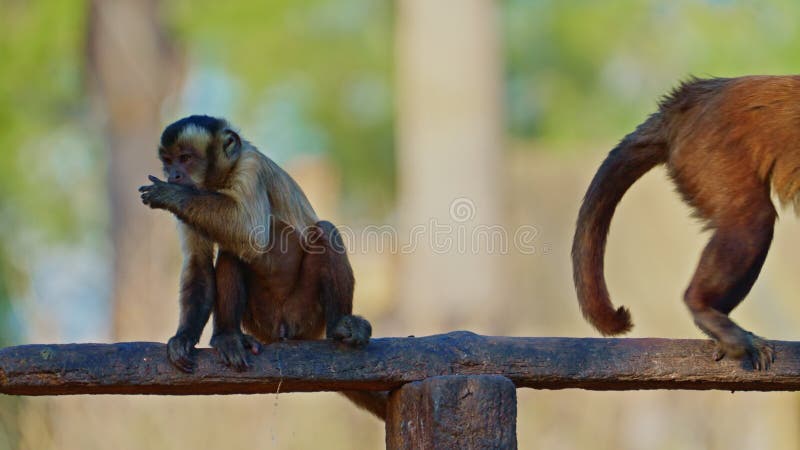 Cute Little Monkeys Eating and Interacting with Each Other Watching ...