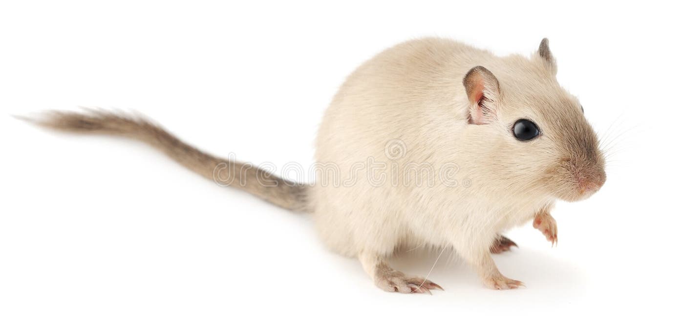 990 Mouse Standing Up Stock Photos - Free & Royalty-Free Stock Photos ...