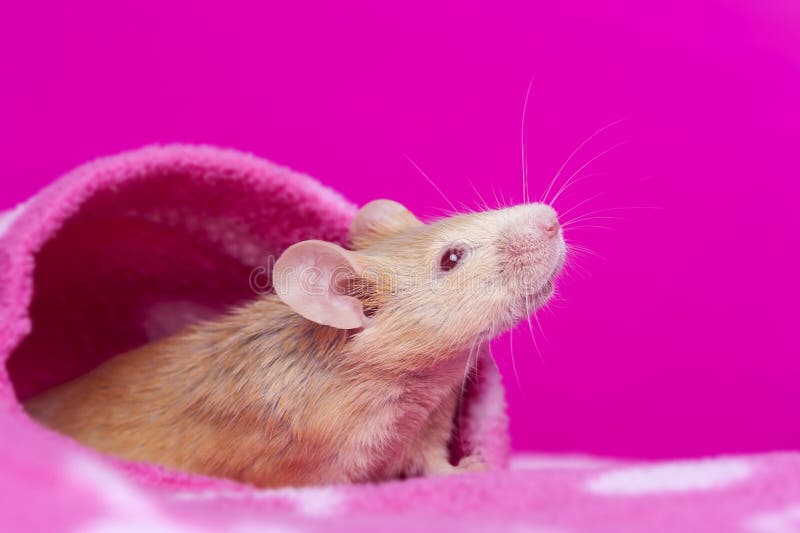 Cute Little Mouse Royalty Free Stock Photo - Image: 29275985