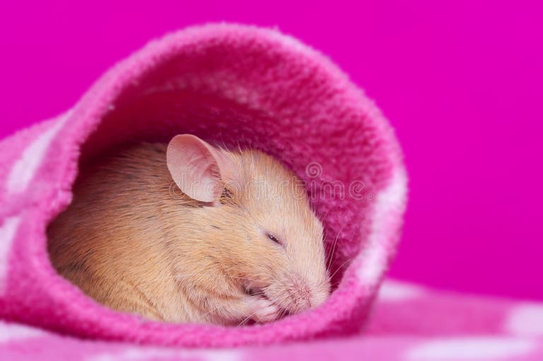 Cute little mouse sleeping stock image. Image of darling - 29275975