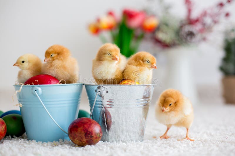 Cute Little Newborn Chicks in a Bucket and Easter Eggs Stock Image ...