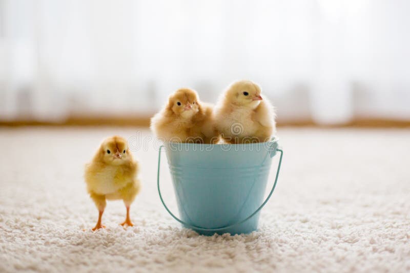 Cute Little Newborn Chicks in Buckets Stock Image - Image of feather ...