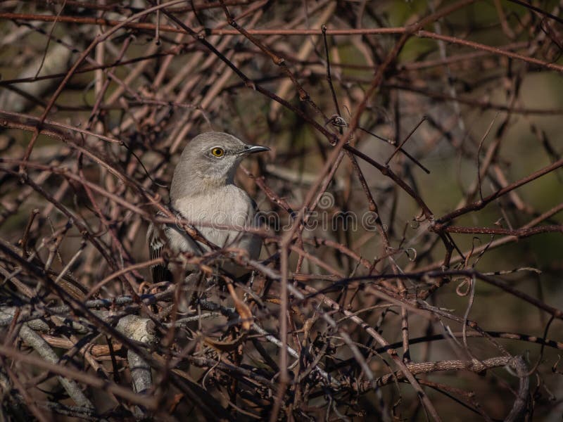 Cute Little Northern Mockingbird Stock Photo - Image of sunny ...