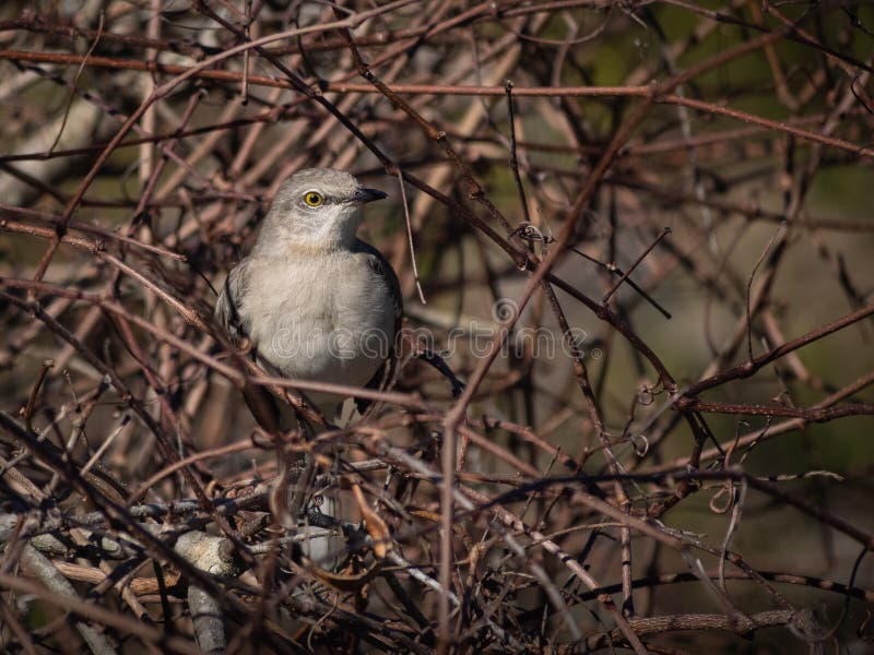 Cute Little Northern Mockingbird Stock Photo - Image of water, sunny ...