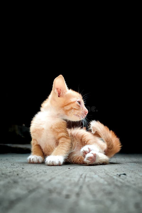 Cute little orange cat stock photo. Image of animal - 308632236