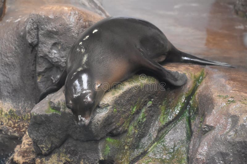 Cute Little Otter stock image. Image of life, mammal - 101249359