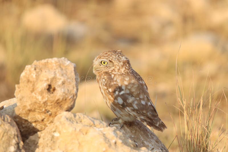 Cute Little Owl on the Rock in the Desert Stock Photo - Image of hawk ...