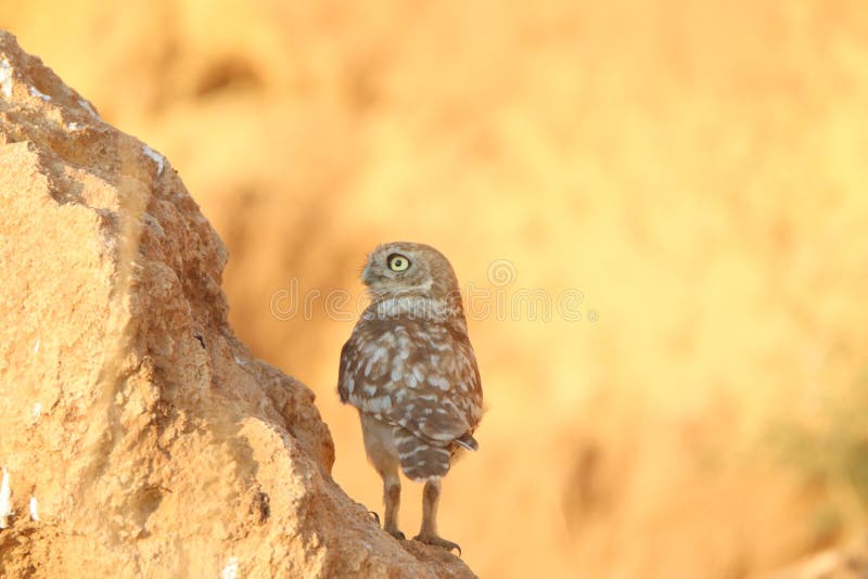 Cute Little Owl on the Rock in the Desert Stock Image - Image of bird ...