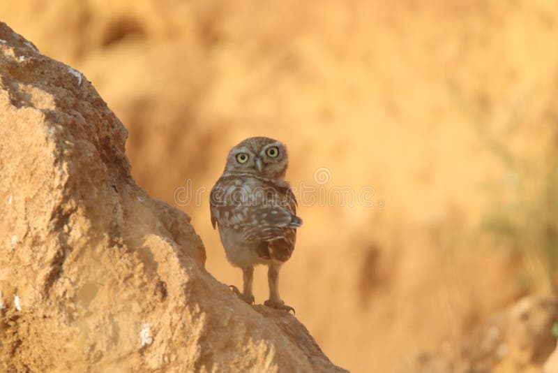 Cute Little Owl on the Rock in the Desert Stock Photo - Image of ...