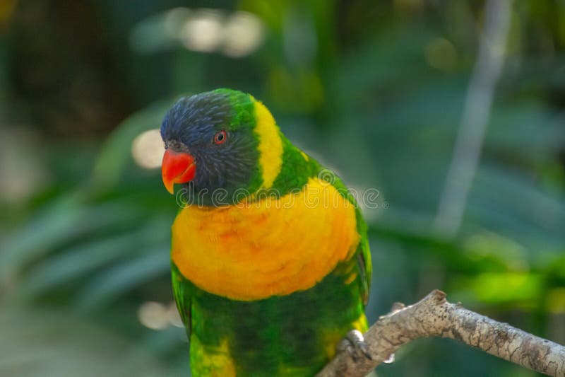 Cute Little Parrot Resting On A Branch Stock Image Image Of Little Wild 271997101