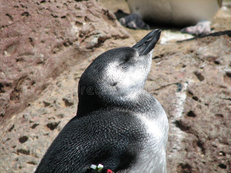 Cute Little Penguin with His Head Raised Stock Photo - Image of ...