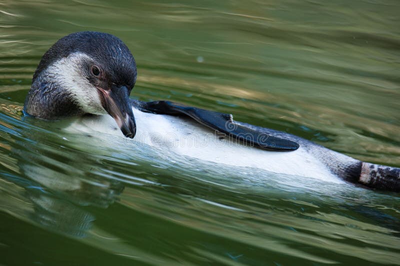 Cute Little Penguin Swimming in the Water. Stock Photo - Image of ...