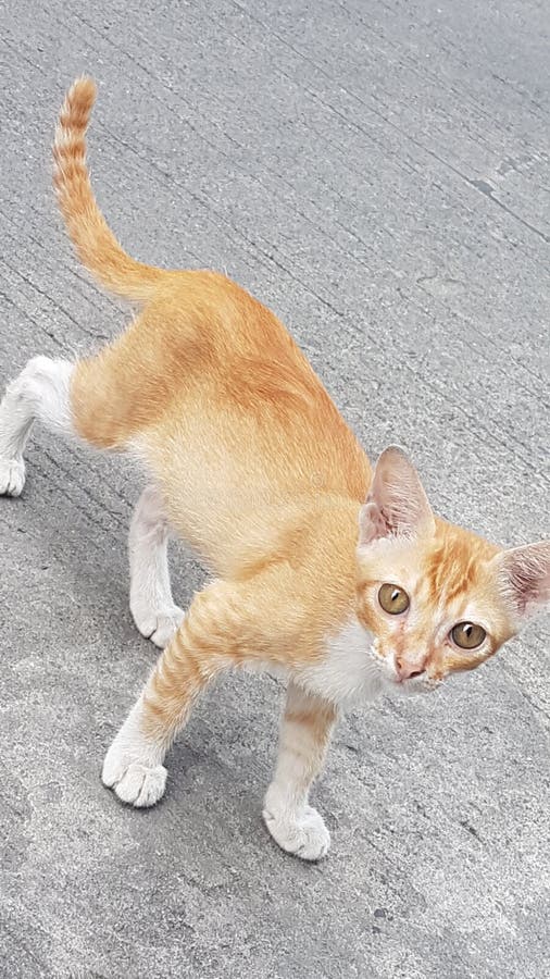 Cute Little Pet Cat Friendly Stock Photo - Image of wildcat, puppy ...