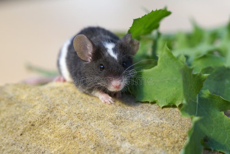 Cute Little Pet Mouse Close Up Stock Photo - Image of cute, close: 17373560