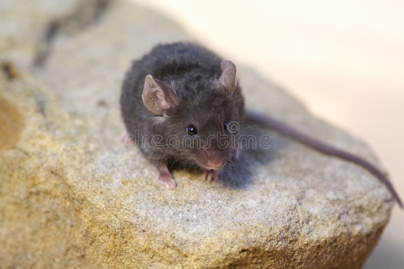 Cute Little Pet Mouse Close Up Stock Photo - Image of cute, close: 17373560