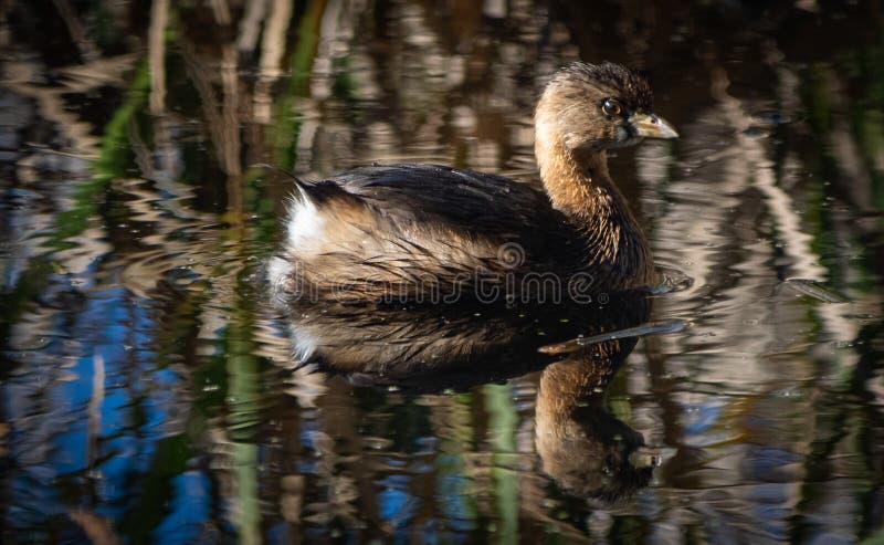 Cute Little Pied-billed Grebe Stock Photo - Image of winter, water ...