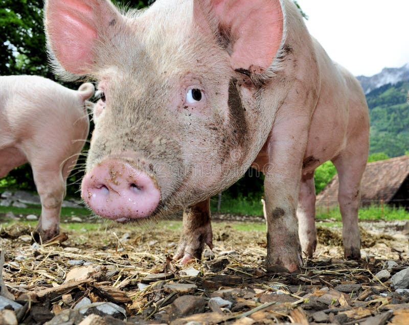 Cute little pig stock photo. Image of piglet, animal - 16976490