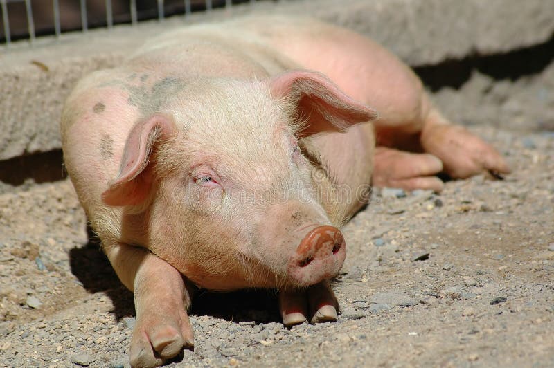 Cute little pig stock photo. Image of nature, mammals, close - 287652