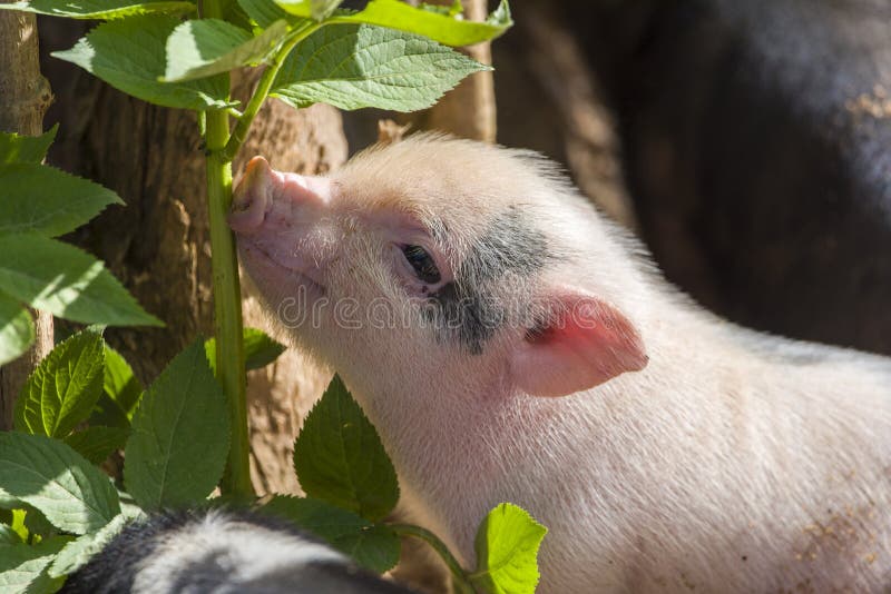 Cute Little Pig Playing in the Backyard Stock Image - Image of little ...