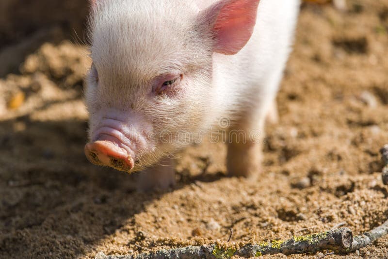 Cute Little Pig Playing in the Backyard Stock Photo - Image of animal ...