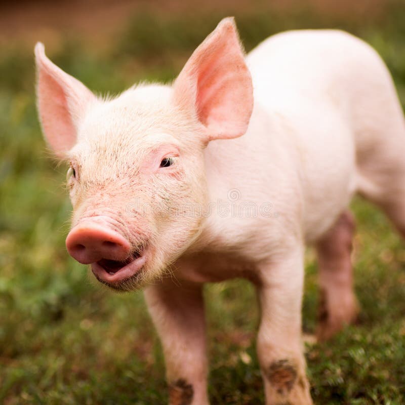 Cute little pig stock image. Image of agriculture, breeding - 125179757