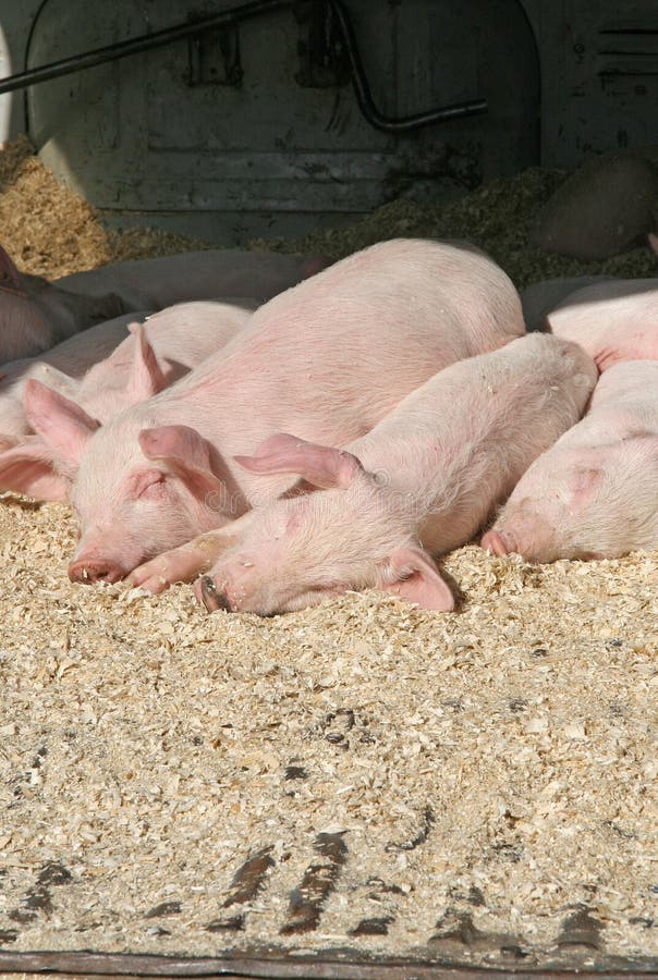 Cute Little Piglet Sleeping Together Stock Photo - Image of pork ...