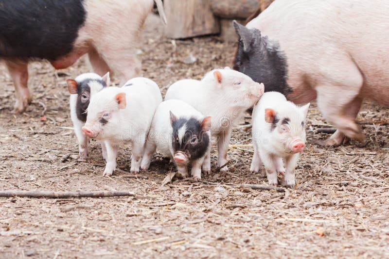 Cute little piglets stock photo. Image of dirty, cute - 90271244