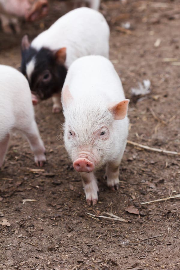 Cute little piglets stock photo. Image of feeding, small - 90271342
