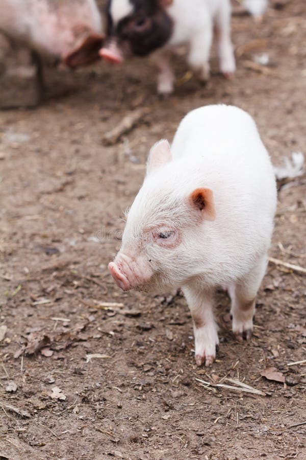 Cute little piglets stock photo. Image of dirty, ears - 90271416