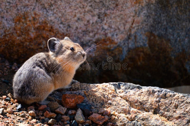 Cute Little Pika on the Rocks Stock Image - Image of rough, pika: 320696465