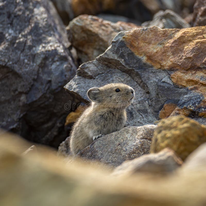 Cute Little Pika in the Stones Stock Image - Image of summer, park ...