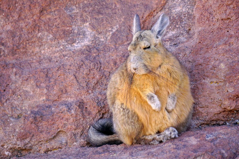 Plains Viscacha Stock Photos - Free & Royalty-Free Stock Photos from ...