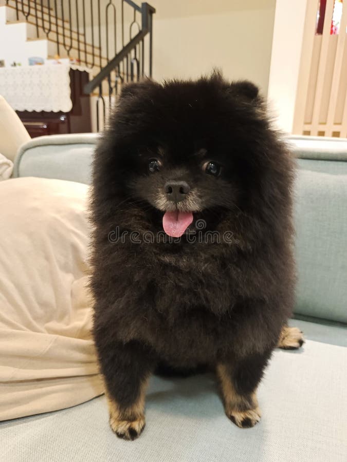 Cute little pomerian stock image. Image of pomerian - 361487531