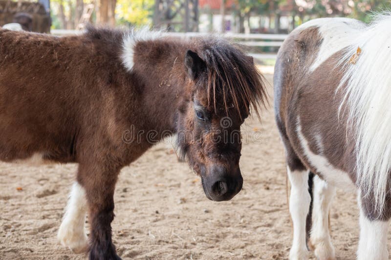 Little Pony in the Animal Farm Stock Photo - Image of happy, stallion ...