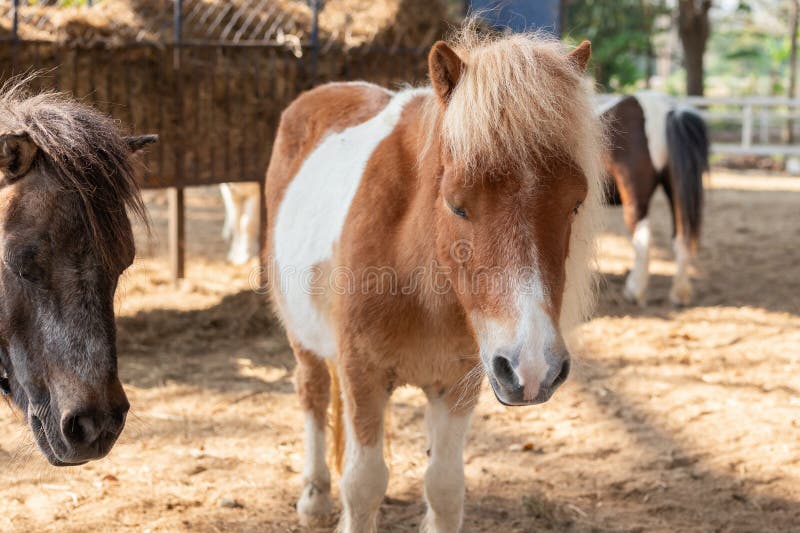 Little Pony in the Animal Farm Stock Image - Image of equestrian ...