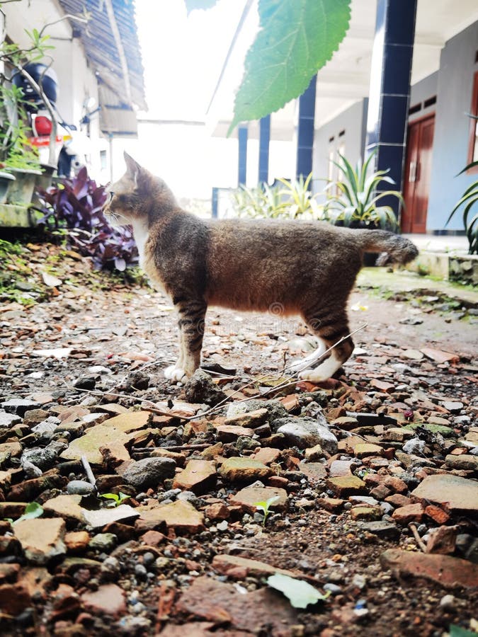 The Cute Little Predatory Cat in the Garden Stock Photo - Image of ...