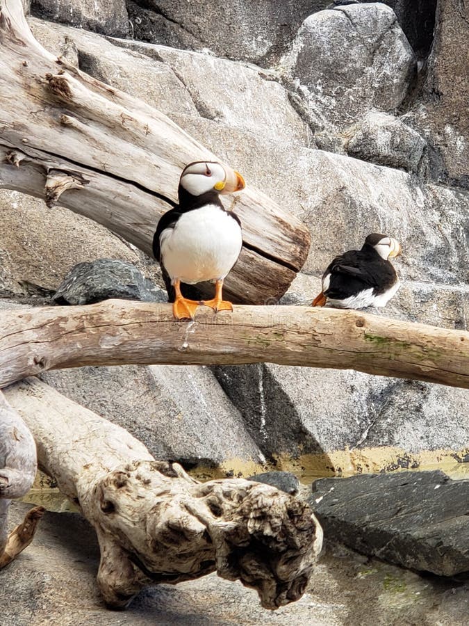 Cute Little Puffin Perched Up Stock Photo - Image of spring, autumn ...