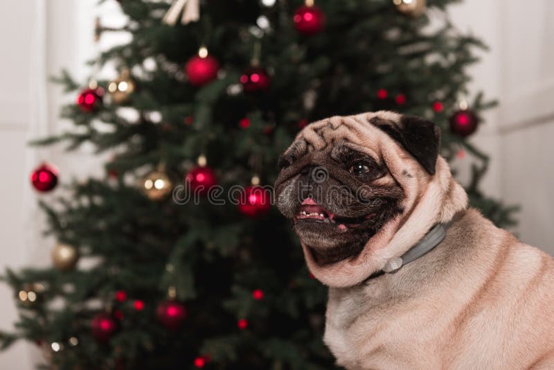 Cute Pug with Christmas Tree Stock Image - Image of decorative ...