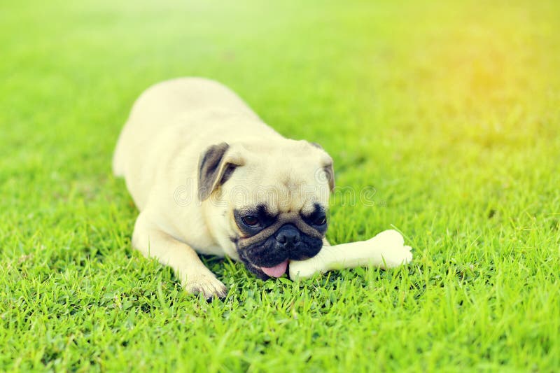 249 Pug Breakfast Stock Photos - Free & Royalty-Free Stock Photos from ...