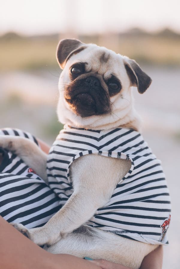 Cute Little Pug Puppy Sitting on Human Hands Stock Photo - Image of ...