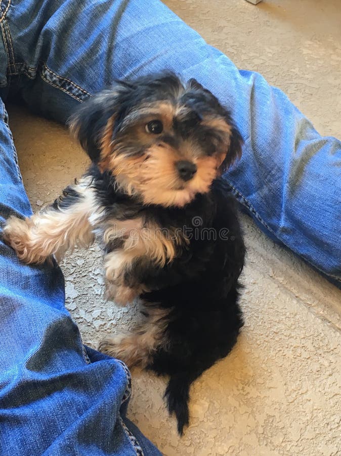 Cute little pup stock photo. Image of small, little - 106933630