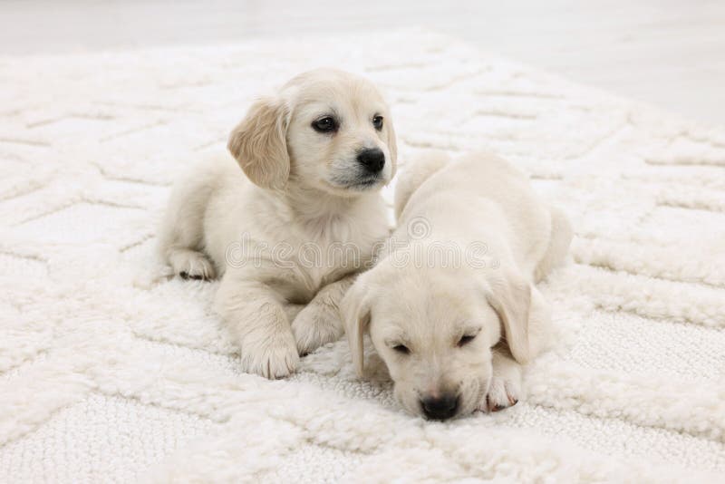 Cute Little Puppies Lying on White Carpet Stock Image - Image of cozy ...