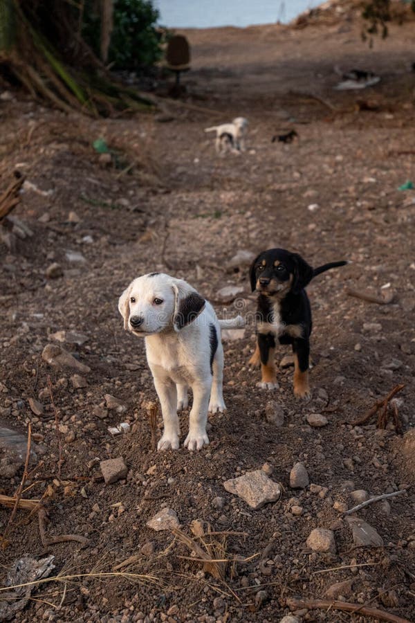 Cute Little Puppies Outside Stock Image - Image of happy, small: 382276849