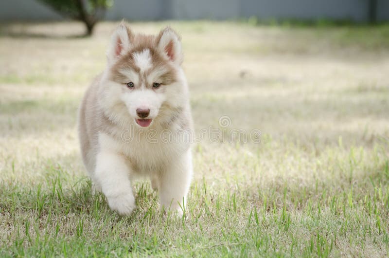 Maltese Husky Puppy