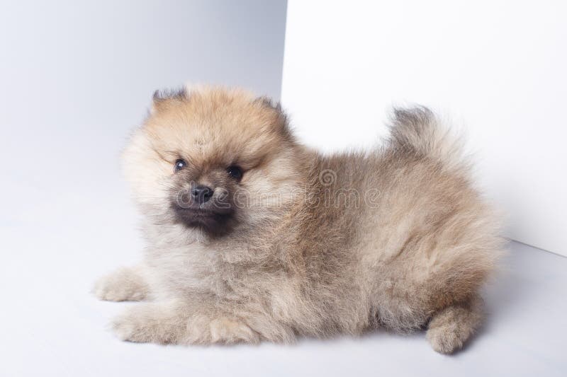 Cute Little Puppy Small German Spitz Stock Image - Image of lovely ...