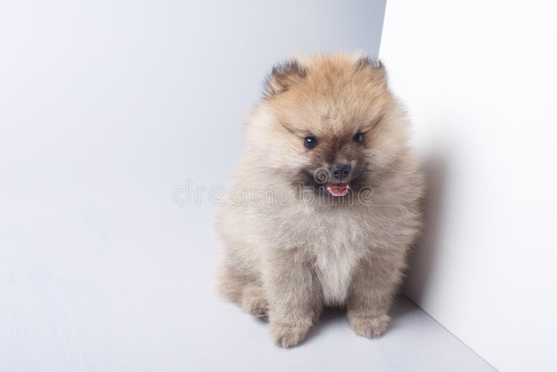 Cute Little Puppy Small German Spitz Stock Image - Image of nature ...